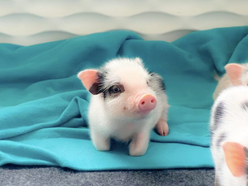 Breed Information - Noble Mini Pigs