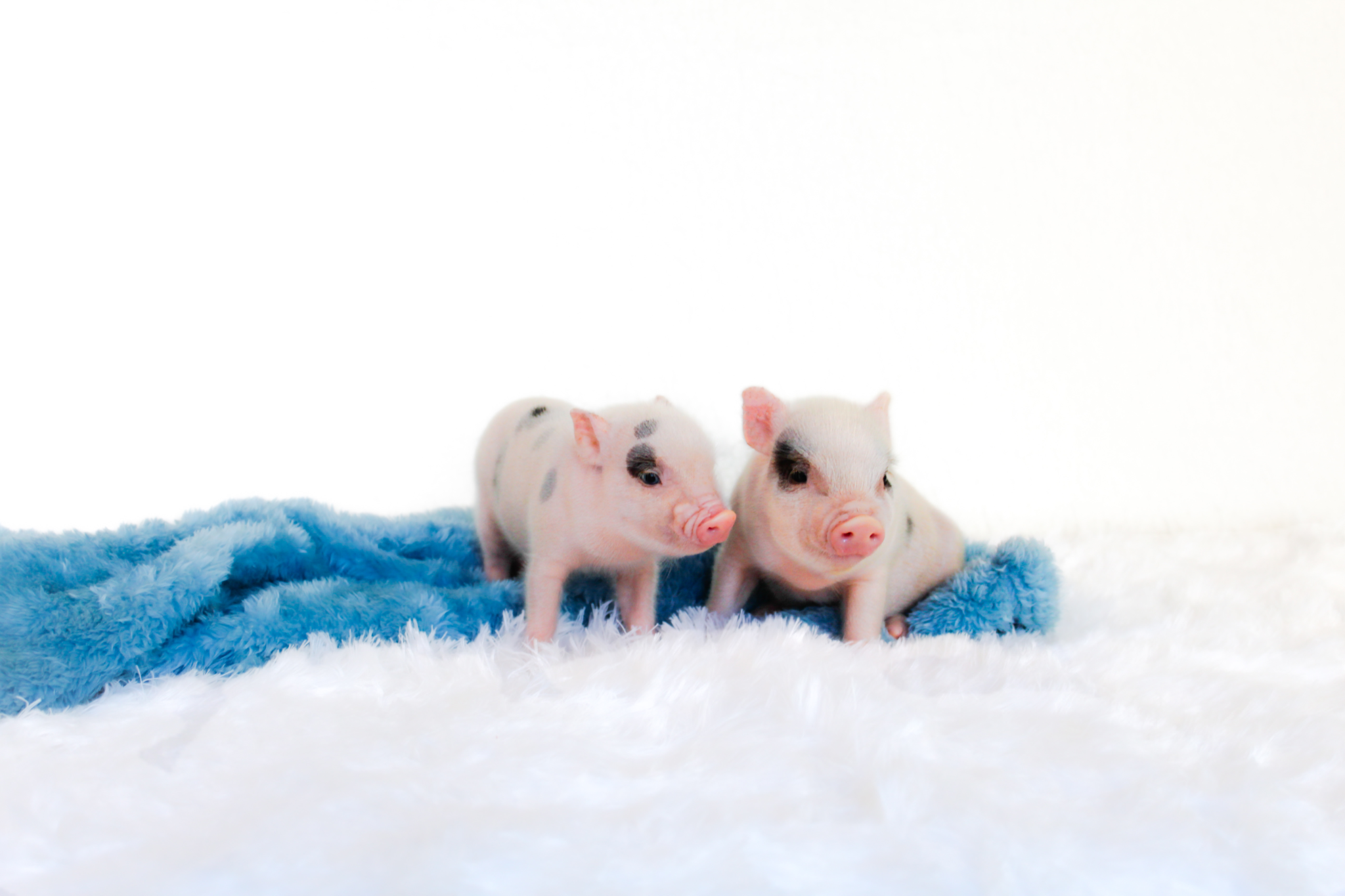 Sold Piglets - Noble Mini Pigs