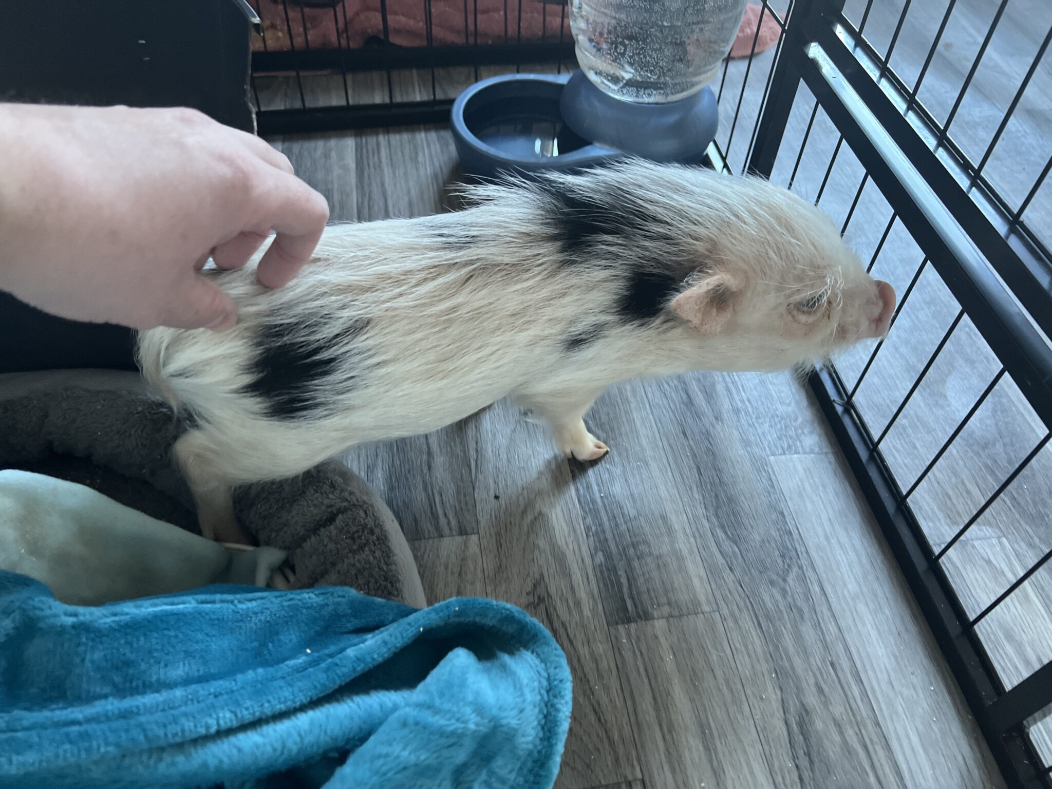 Parents - Noble Mini Pigs