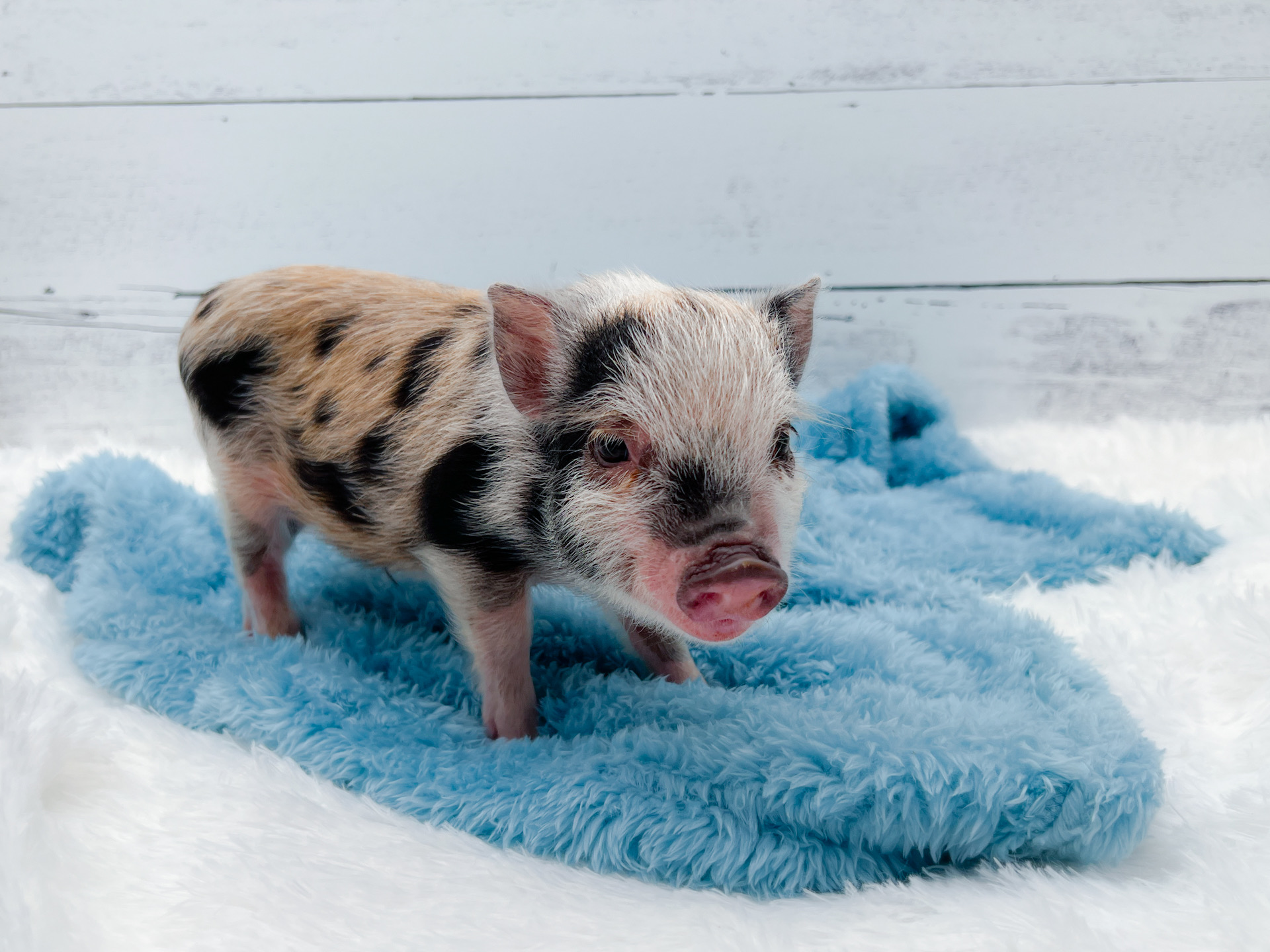 Available Piglets - Noble Mini Pigs